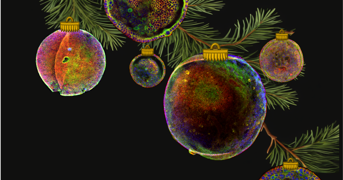 Medical Research Foundation | 3D ‘mini-organs’ offer window into…