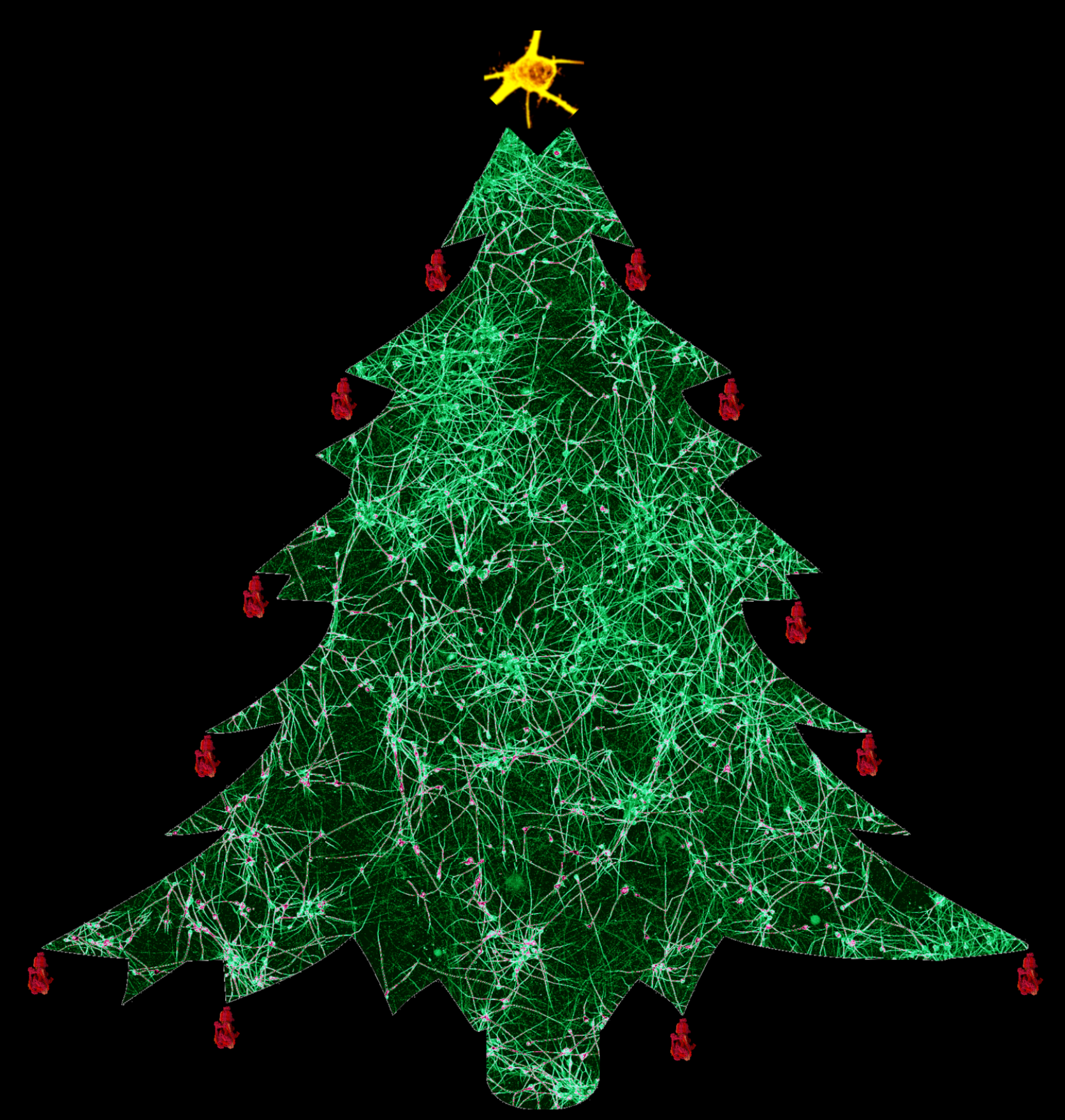 Medical Research Foundation | 2024 Festive Science Image Competition